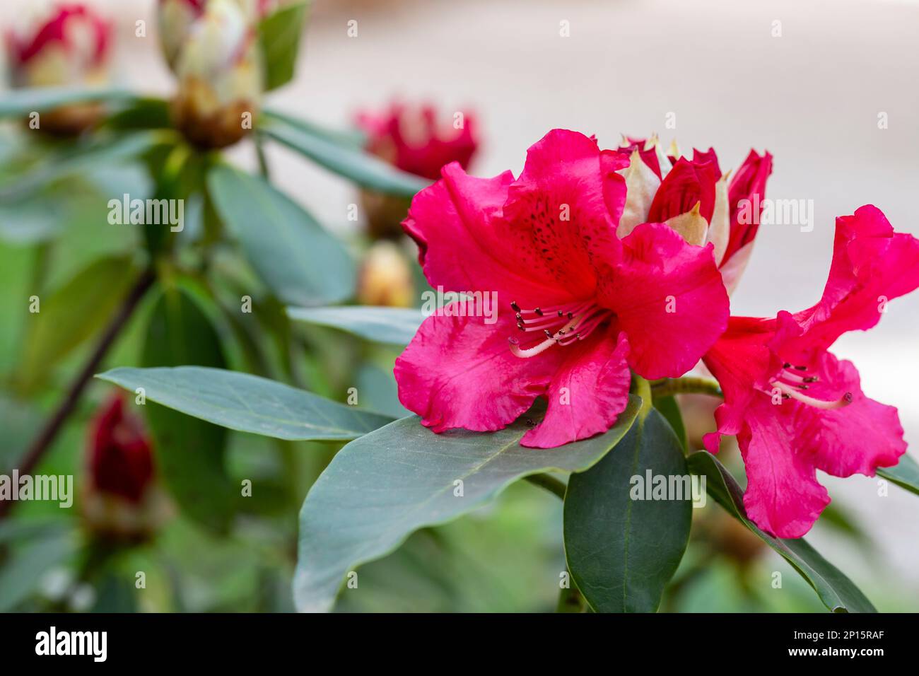Close up on the purple flowers of azalea japonica Konigstein - japanese ...