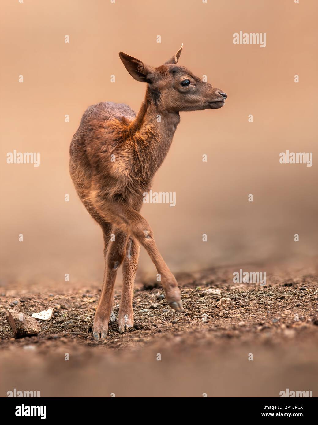 Majestic buck stands hi-res stock photography and images - Alamy