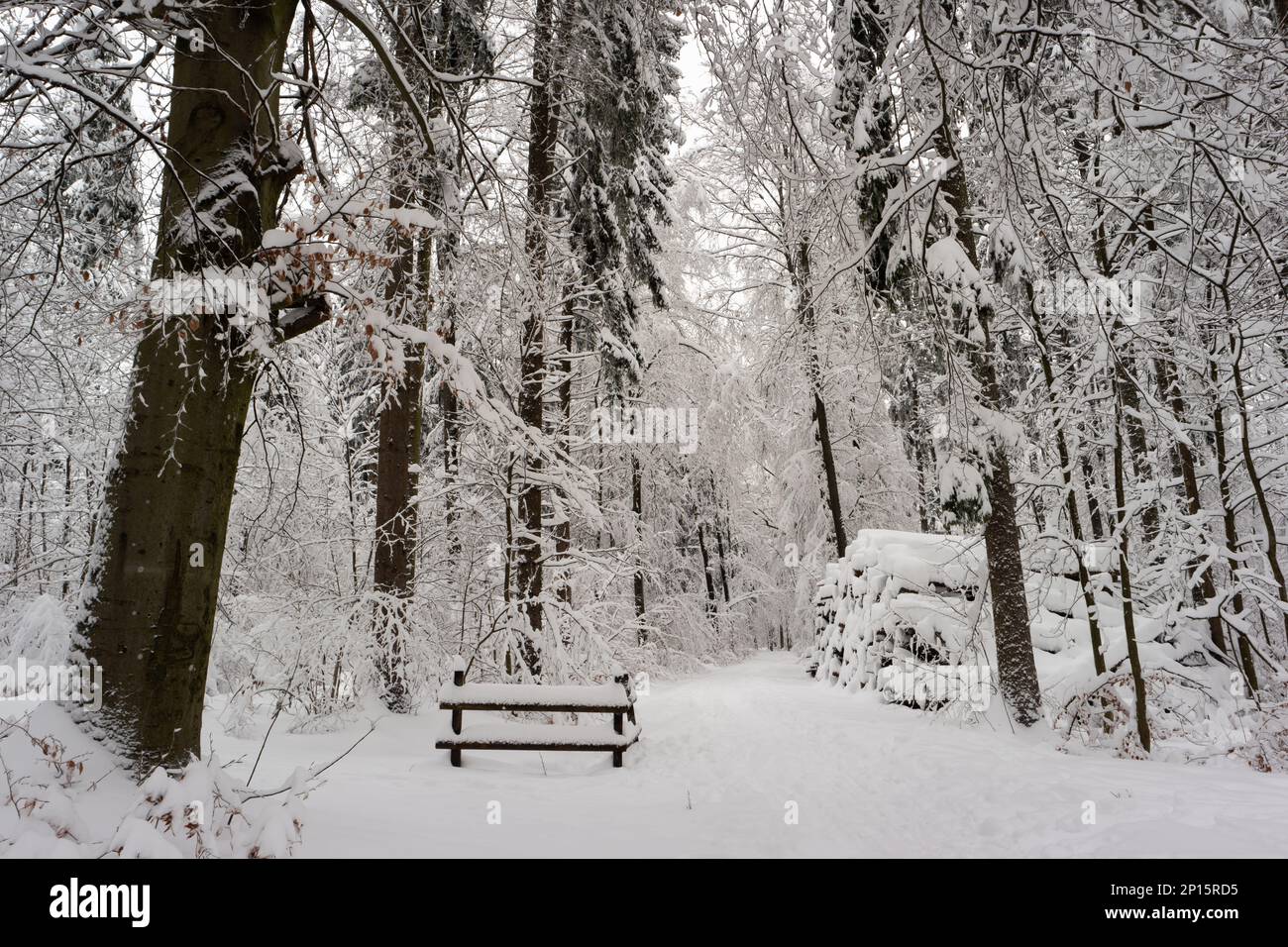 Winter wonderland forest scene after record high heavy snowfall in ...