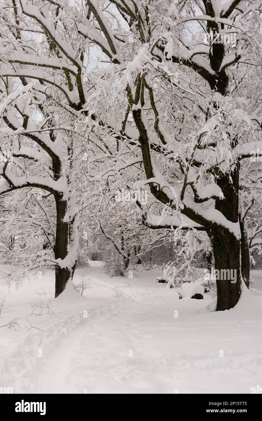Winter wonderland forest scene after record high heavy snowfall in ...