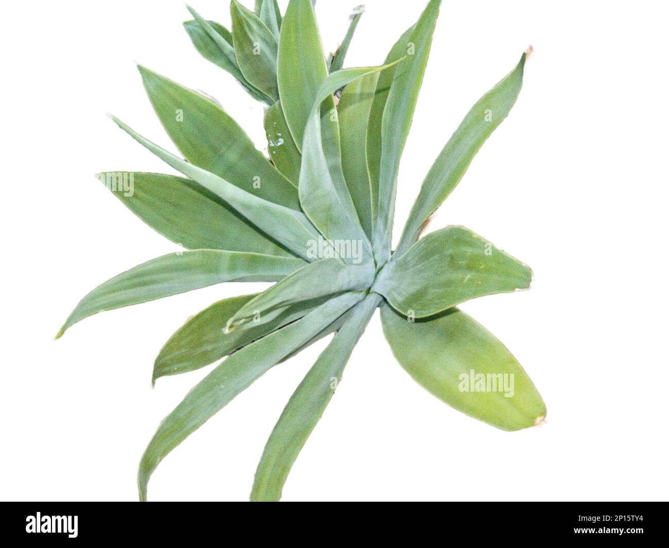 Elephant's trunk plant (Agave attenuata) isolated on white Stock Photo ...