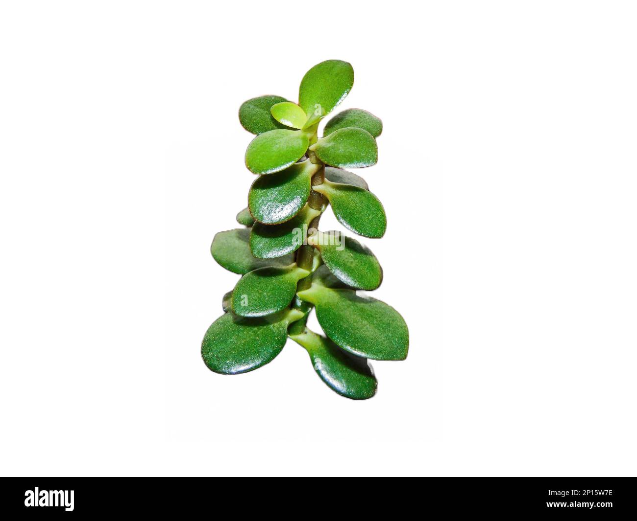 Jade plant (Crassula ovata) plant isolated on white Stock Photo - Alamy