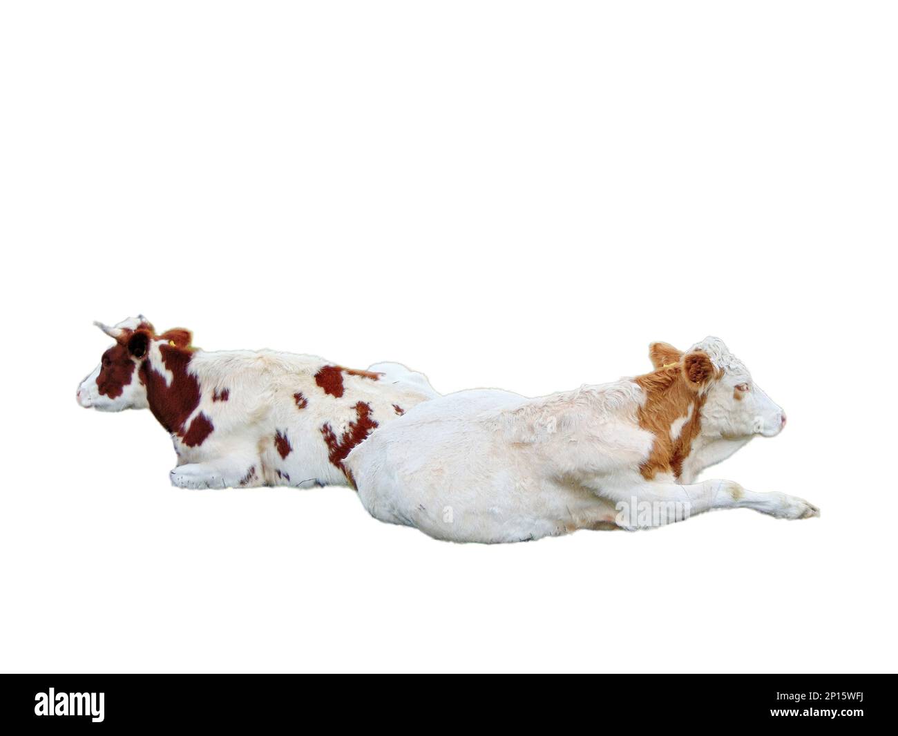 Two cows isolated on white background Stock Photo - Alamy