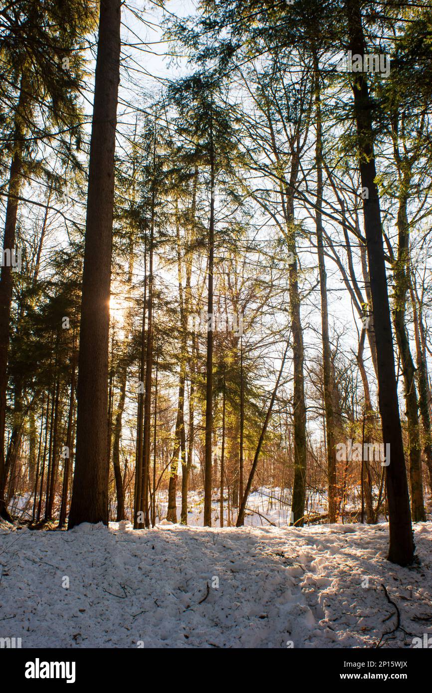 Melting snow in forest hi-res stock photography and images - Alamy
