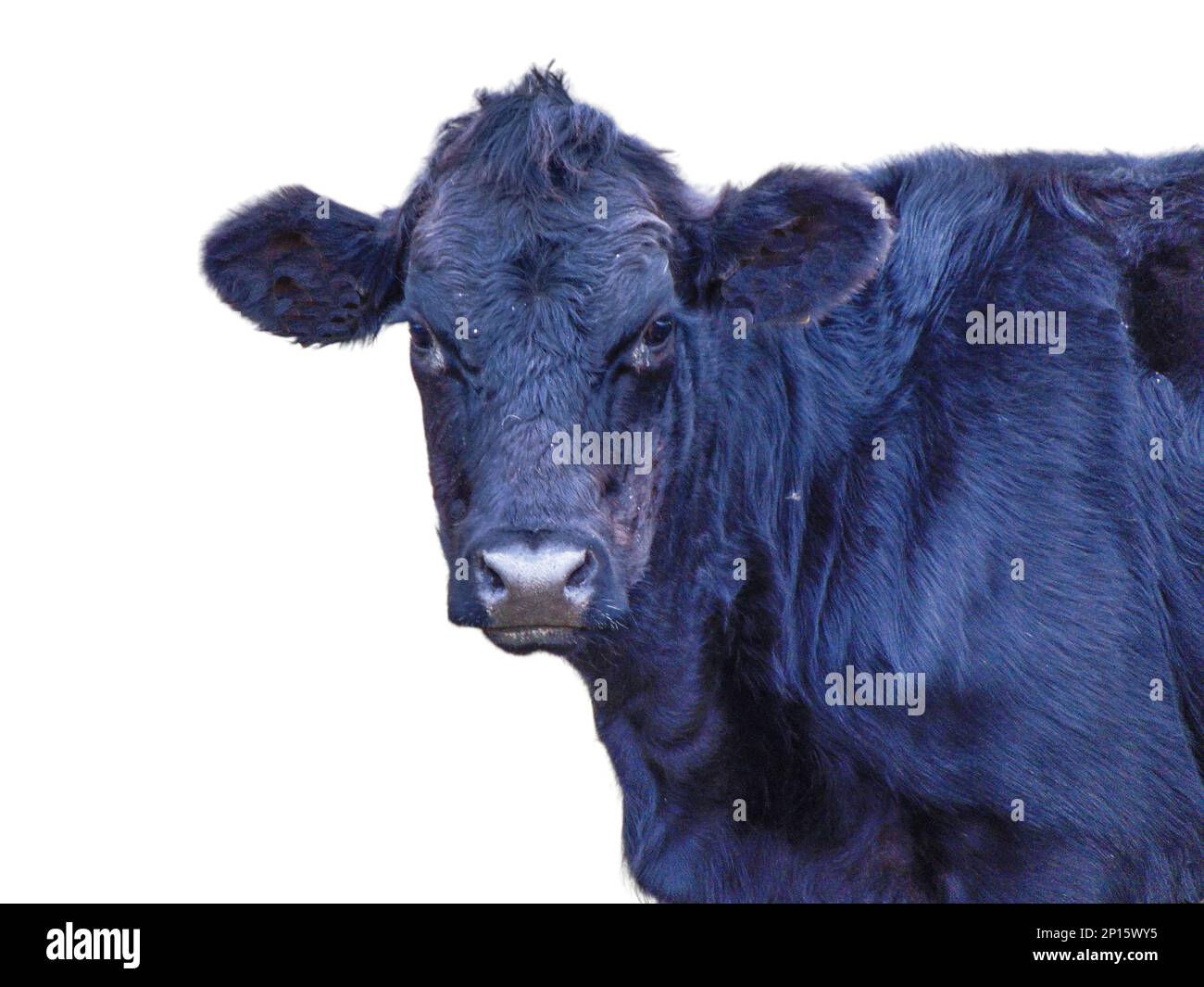 Black calf portrait. Calf isolated on white Stock Photo - Alamy