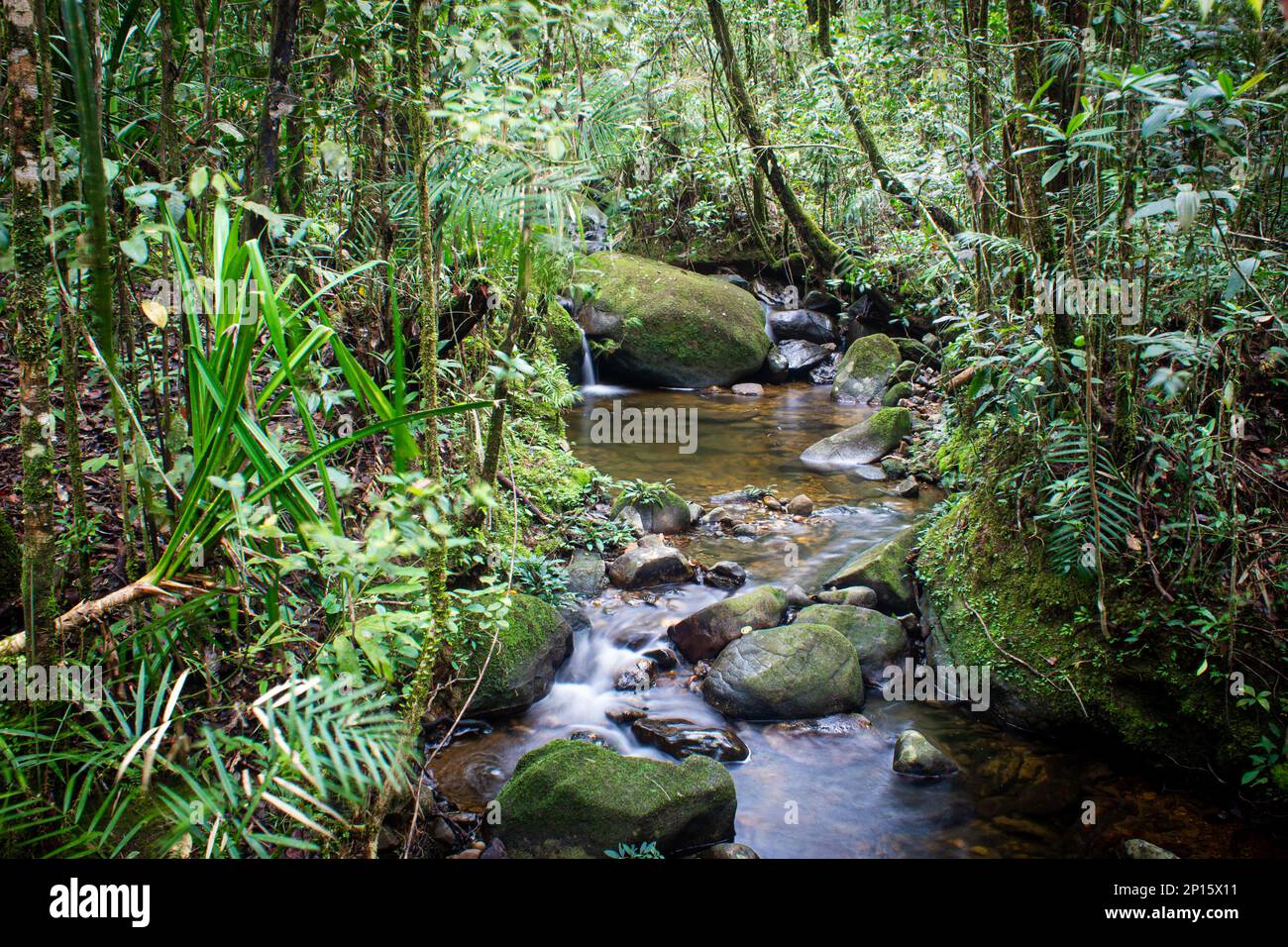 Beautiful small stream running along the tropical rainforest in ...