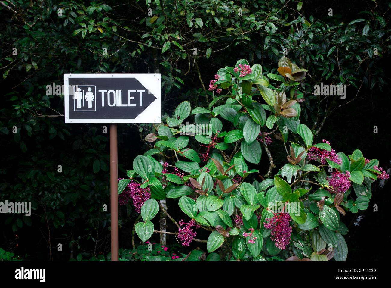 The signboard indicating the direction where the public toilet is ...
