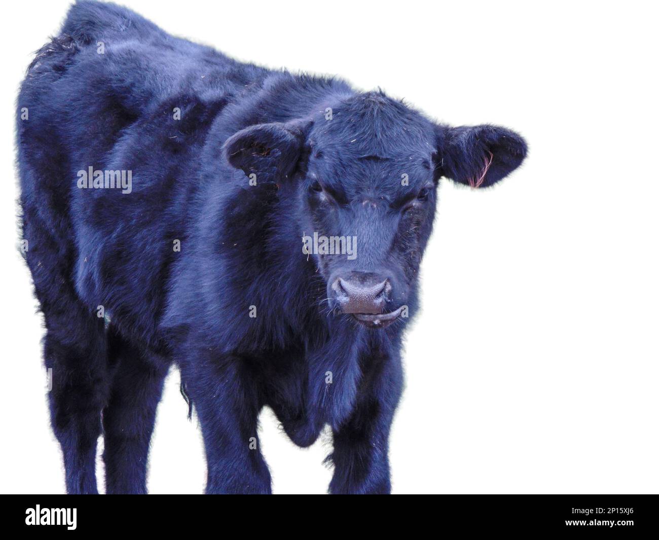 Black angus cow calf isolated on white Stock Photo - Alamy
