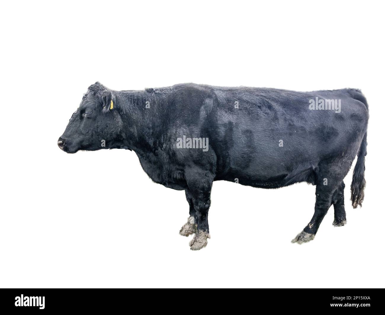 Black angus cow isolated on white background Stock Photo - Alamy