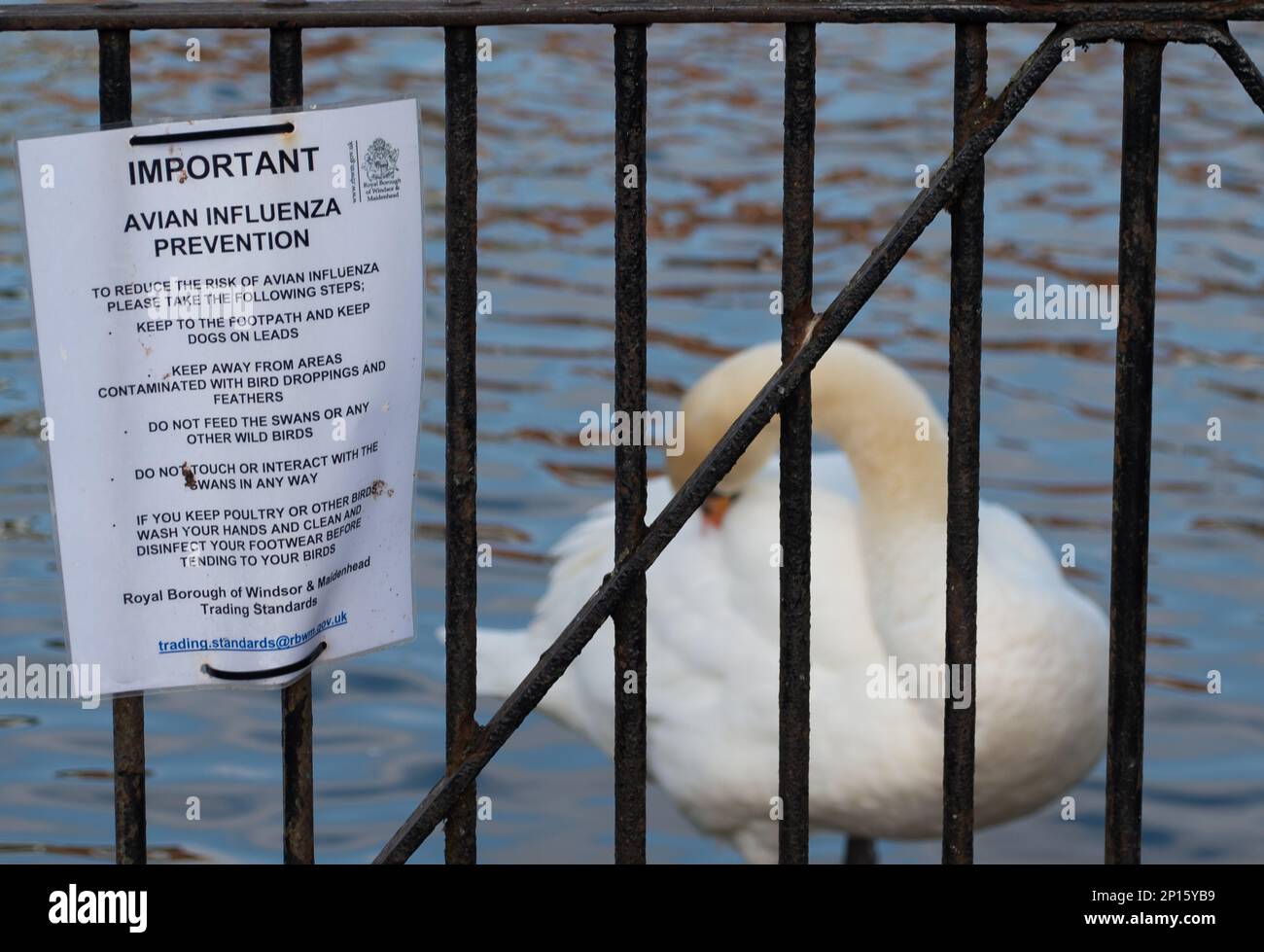 H5n1 cambodia hi-res stock photography and images - Alamy