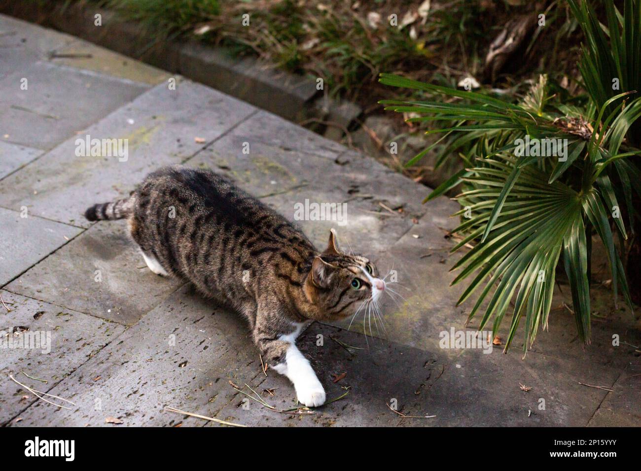 A cat on the hunt in the grass. A cat just before the attack Stock ...