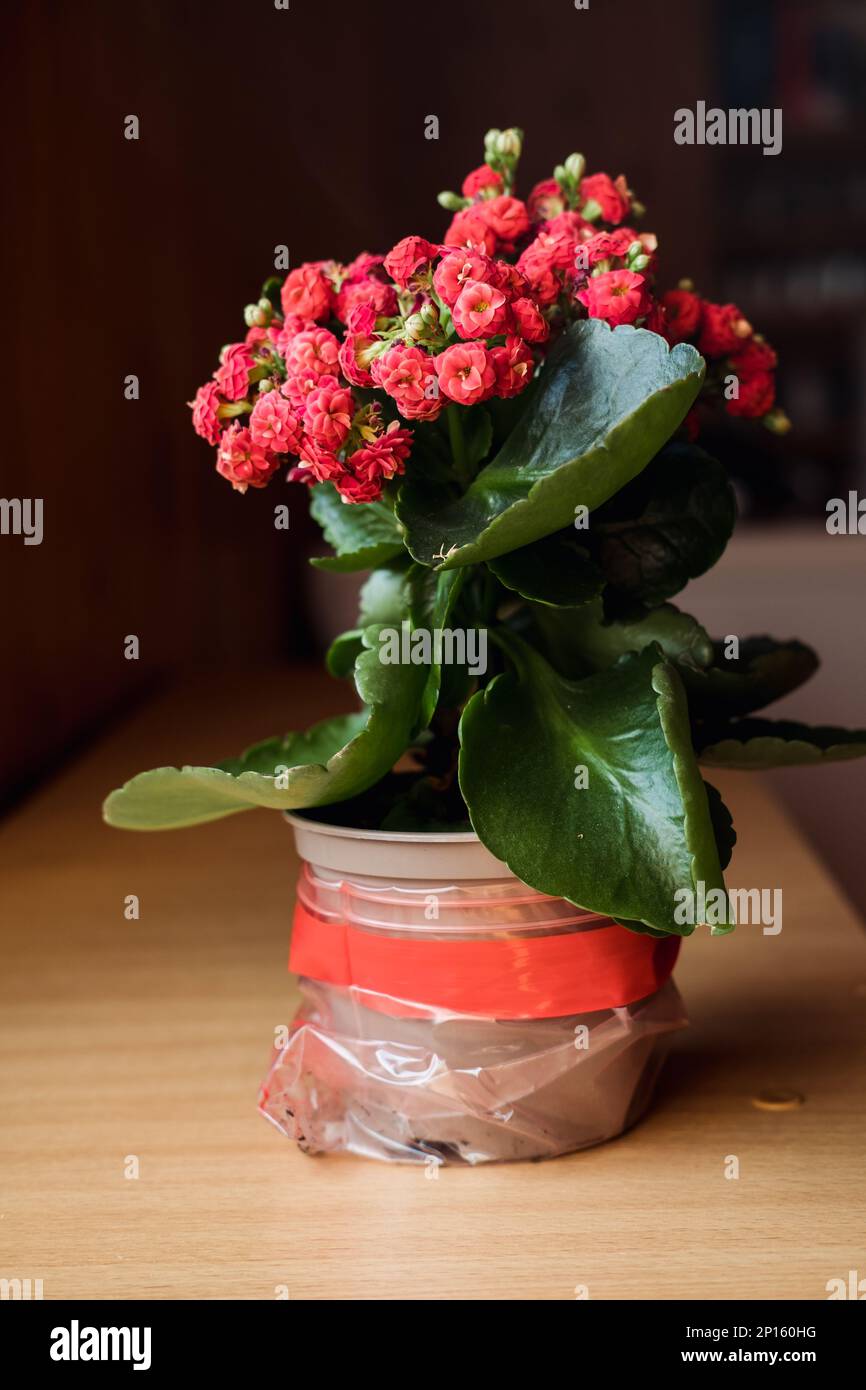 Blooming Kalanchoe close-up. Red flowers of Kalanchoe Stock Photo - Alamy
