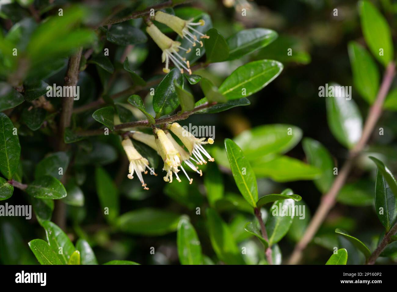 Box-leaved honeysuckle branch - Latin name - Lonicera ligustrina var ...