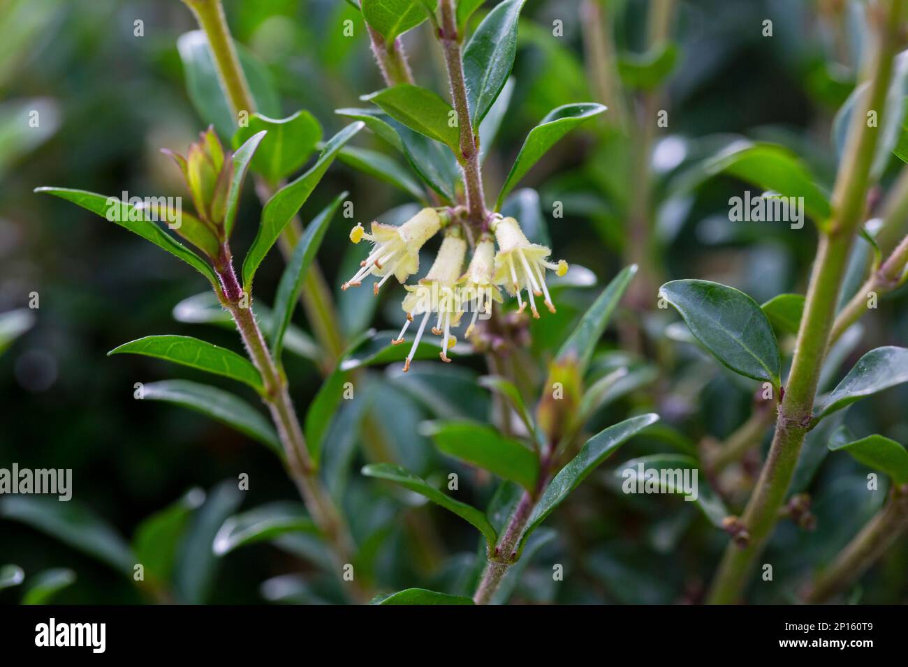 Box-leaved honeysuckle branch - Latin name - Lonicera ligustrina var ...