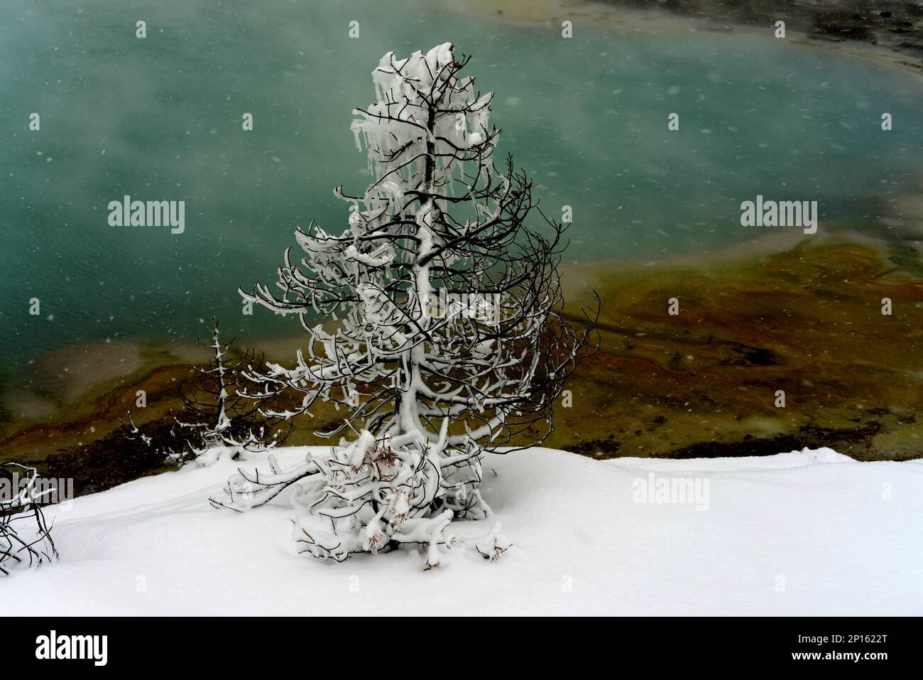 Ice crystals forming on small tree by Geothermal pool in winter ...