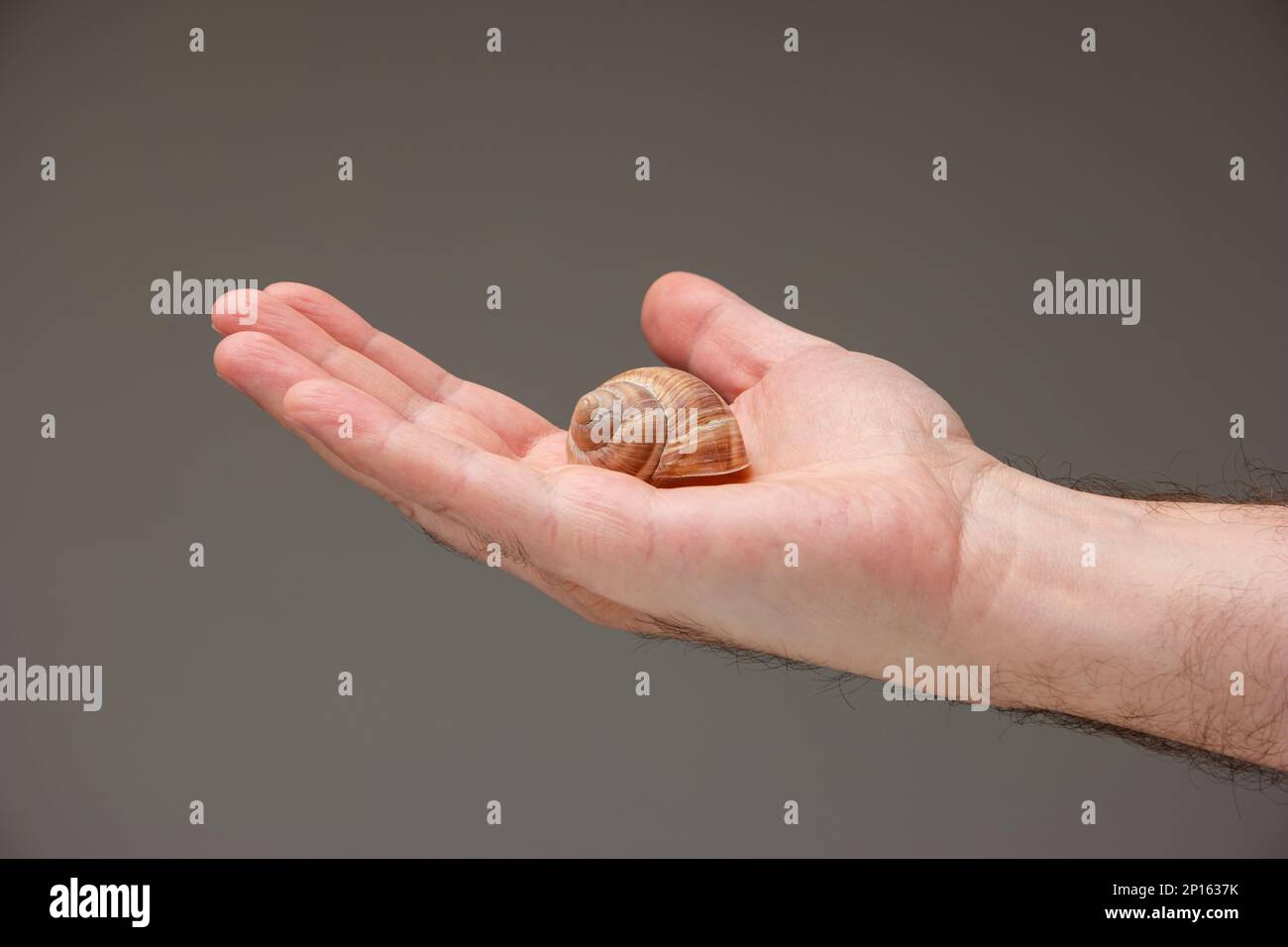 Hand holding snails hi-res stock photography and images - Alamy