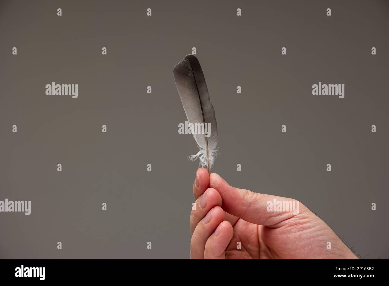 Man holding bird feather hi-res stock photography and images - Alamy
