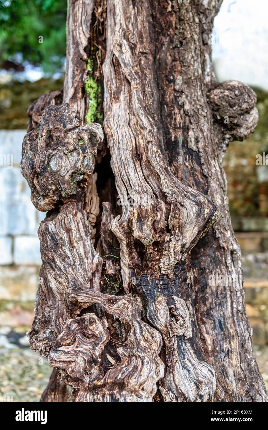 Detail of an ancient tree trunk in the garden inside of the famous ...