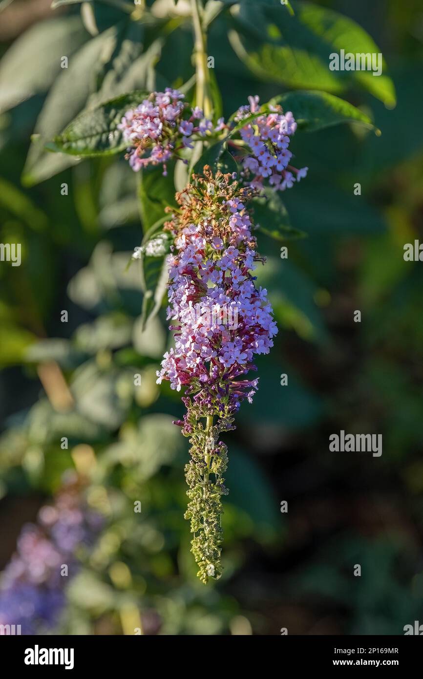 Buddleja japonica purple flower in the garden design Stock Photo - Alamy