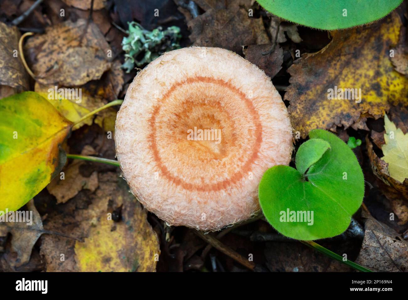 a Lactarius torminosus, commonly known as the woolly milkcap or the ...