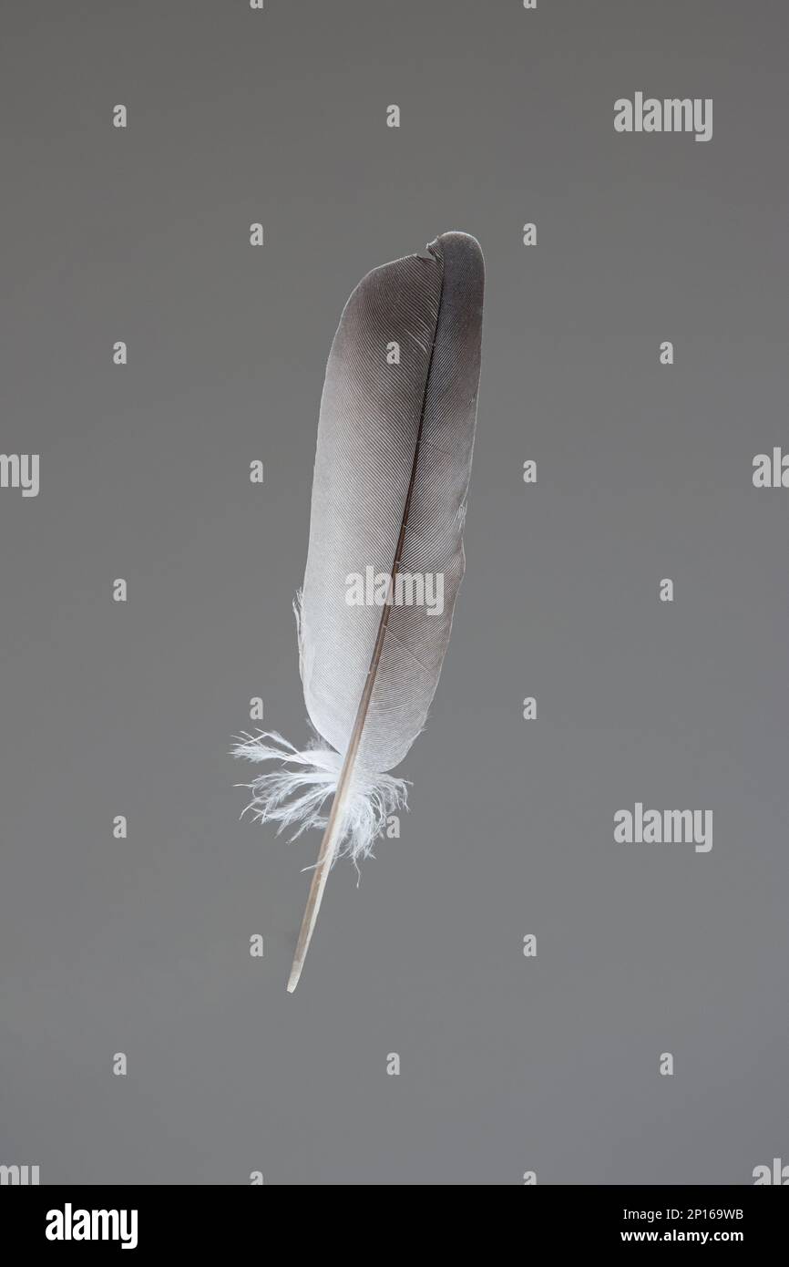 Delicate feather isolated on gray background vertical front view Stock ...