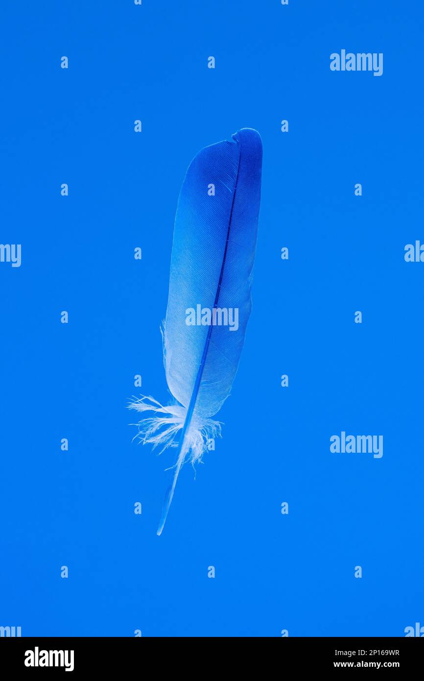 Delicate feather isolated on blue background vertical front view Stock ...