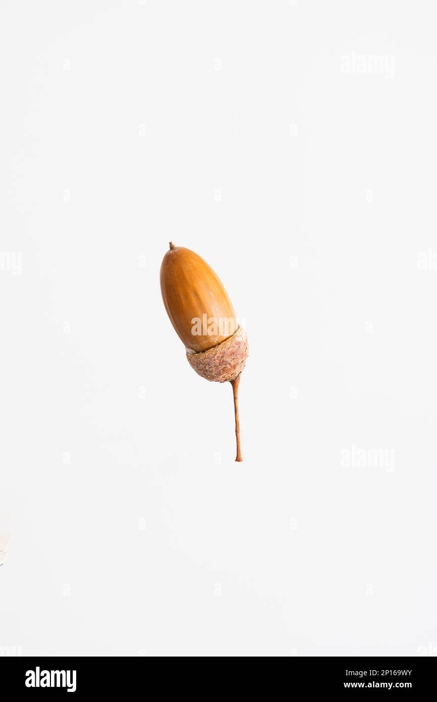 Raw oak tree acorn with cap isolated on white background Stock Photo ...