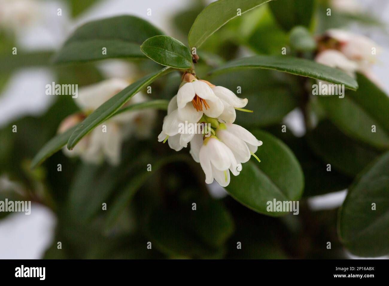 macro White flowers of Vaccinium vitis-idaea lingonberry ...