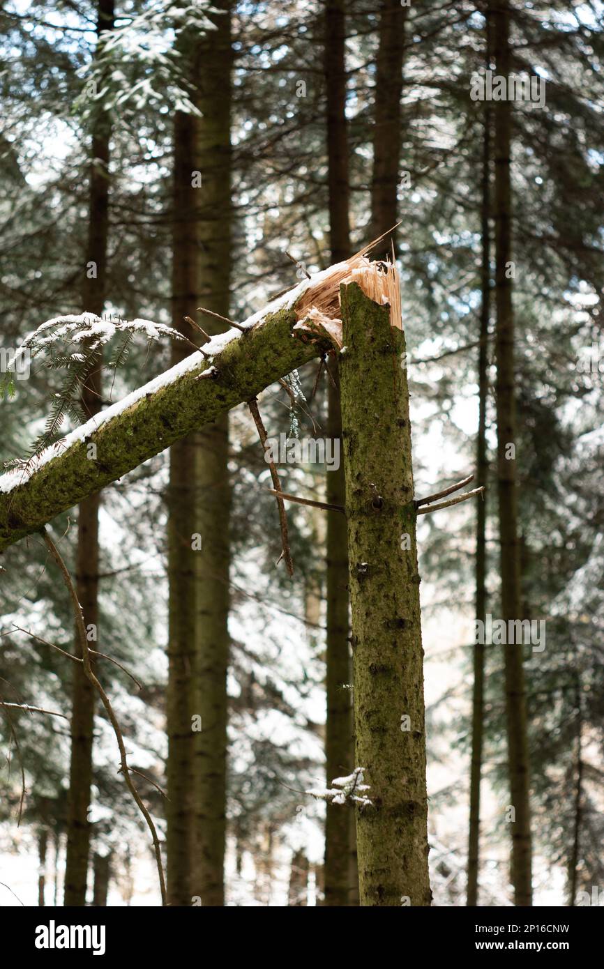 Split in half tree trunk from heavy snowfall in a forest sharp ...