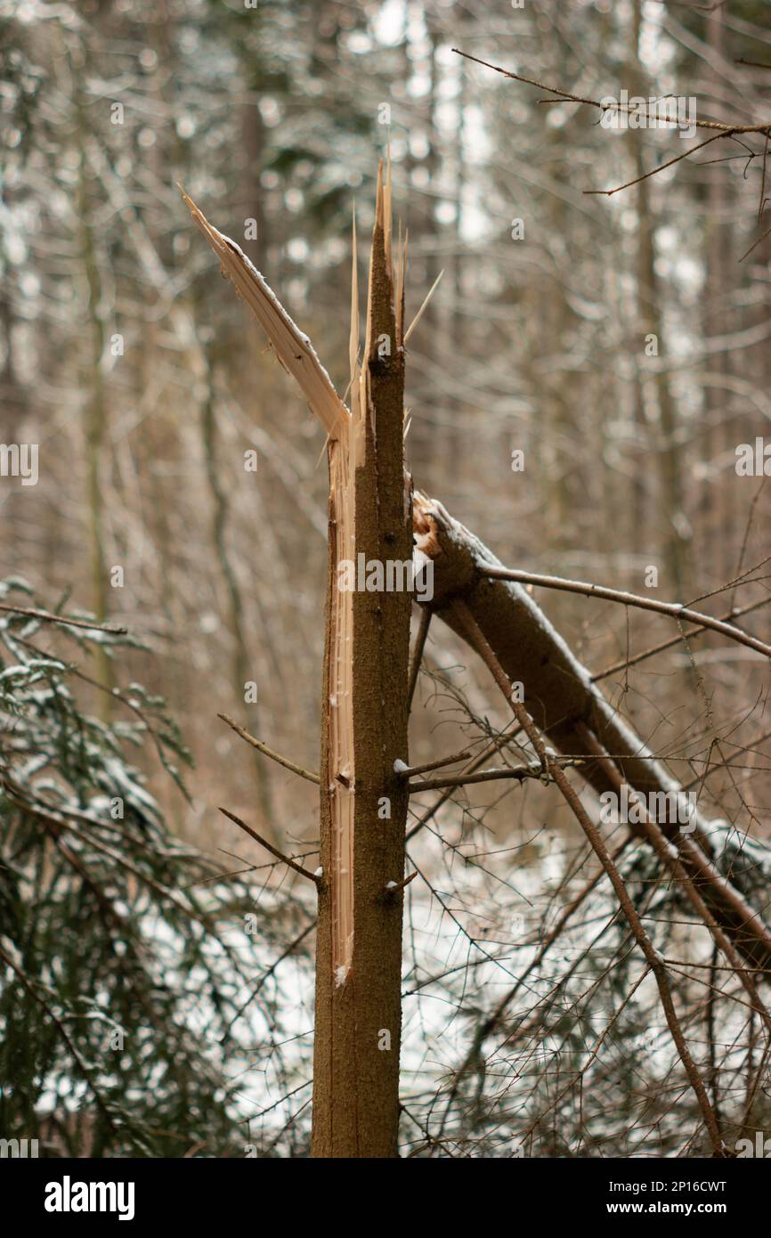 Split in half tree trunk from heavy snowfall in a forest sharp ...