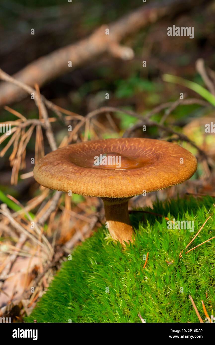 Mushroom on soft background - Paxillus involutus, commonly known as the ...