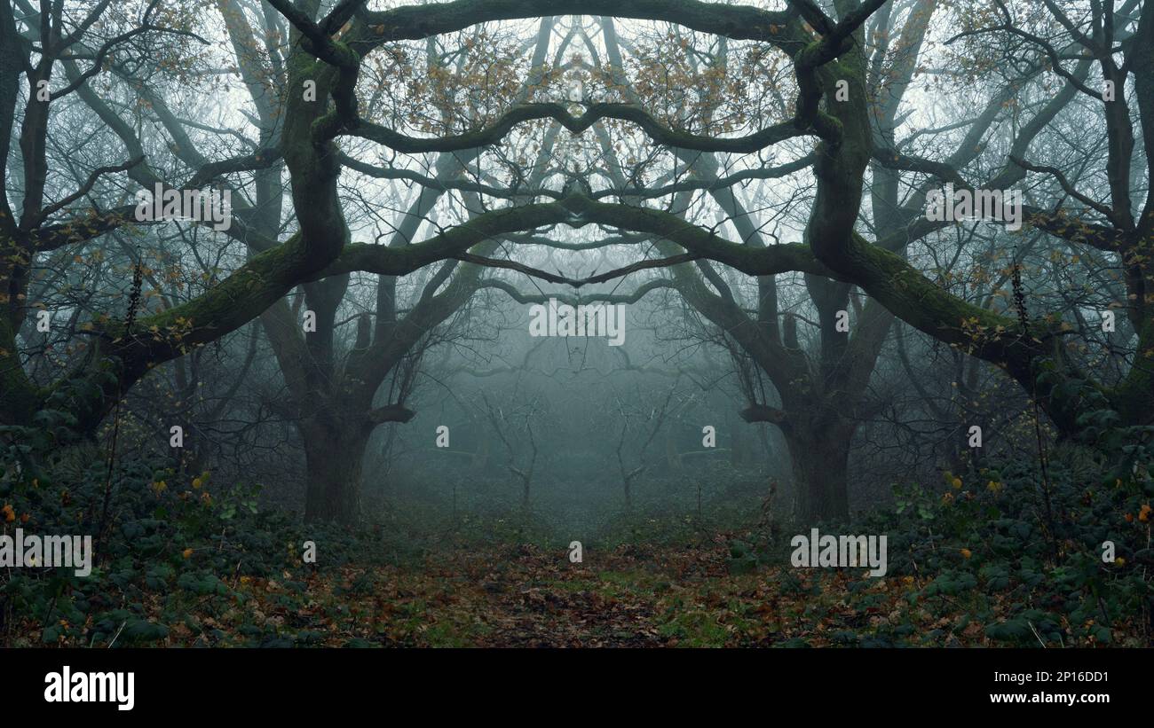 A mirror image of a spooky forest framed with Oak trees and twisted ...