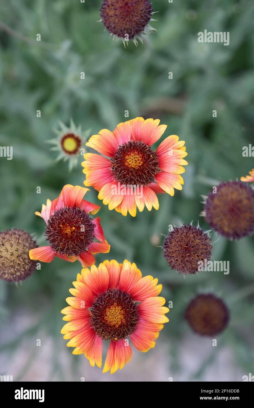Gaillardia grandiflora red hi-res stock photography and images - Alamy