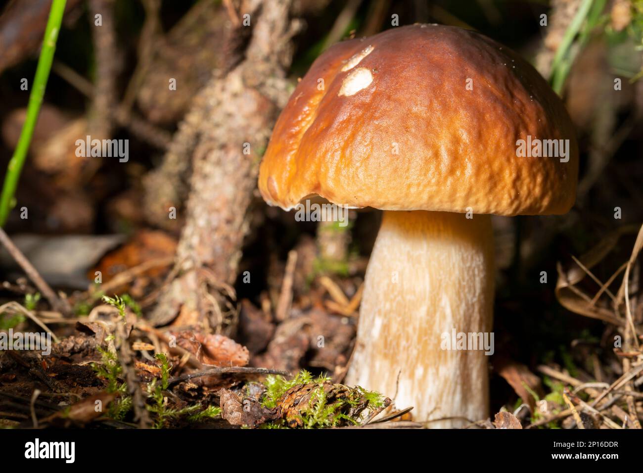 Porcini edible mushroom Boletus edulis Bull or borowik szlachetny ...
