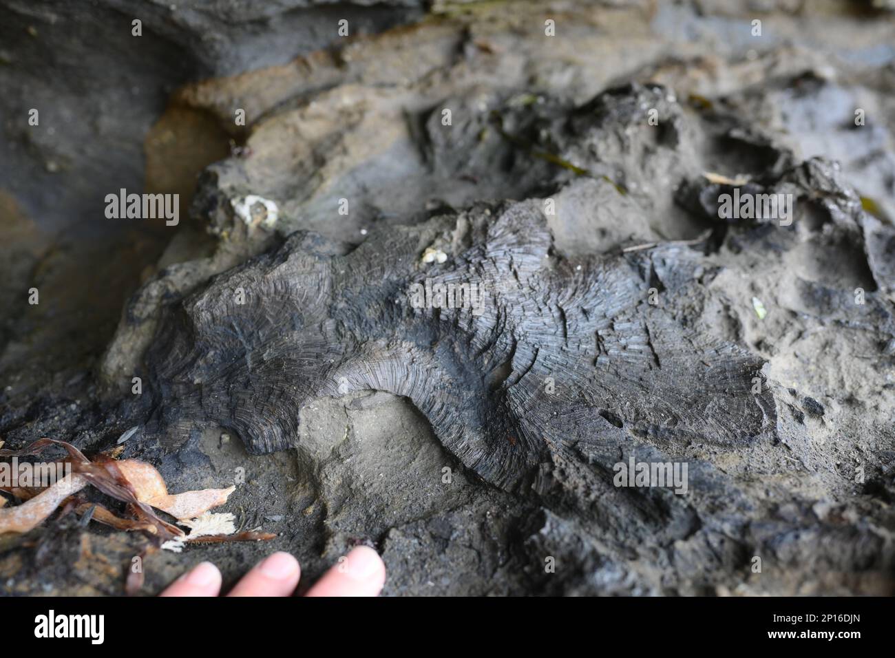 Rugose coral at Fossil island , Pirates Bay, Eaglehawk Neck, Tasmania ...