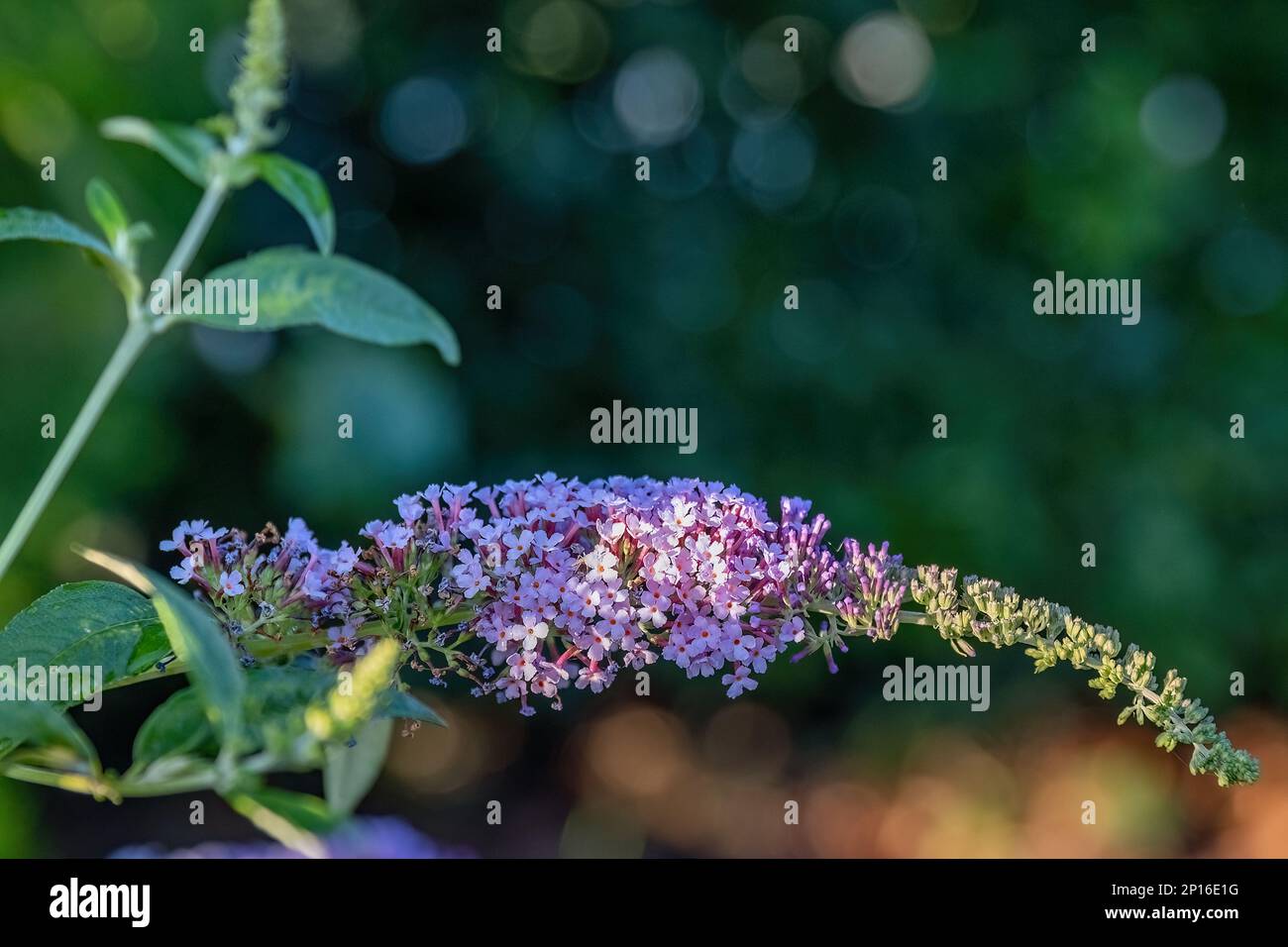 Buddleja japonica purple flower in the garden design Stock Photo - Alamy