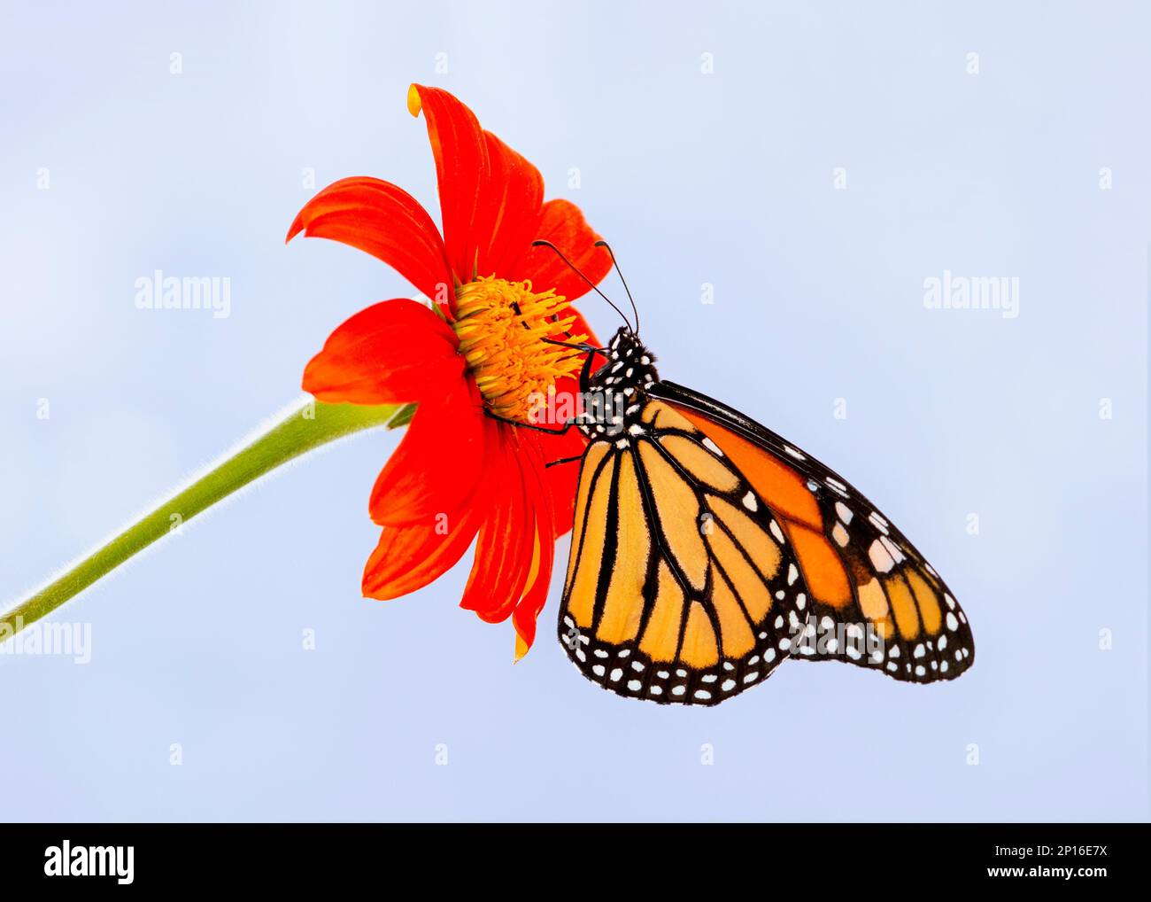 A monarch butterfly (danaus plexippus) resting on a mexican sunflower ...