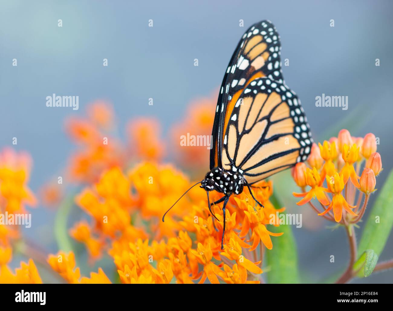 A monarch butterfly (danaus plexippus) feeding on milkweed (asclepias ...