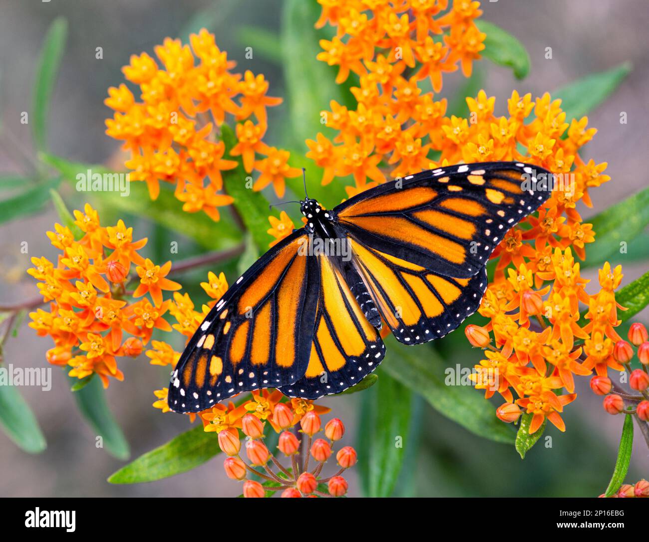 A monarch butterfly (danaus plexippus) feeding on milkweed (asclepias ...