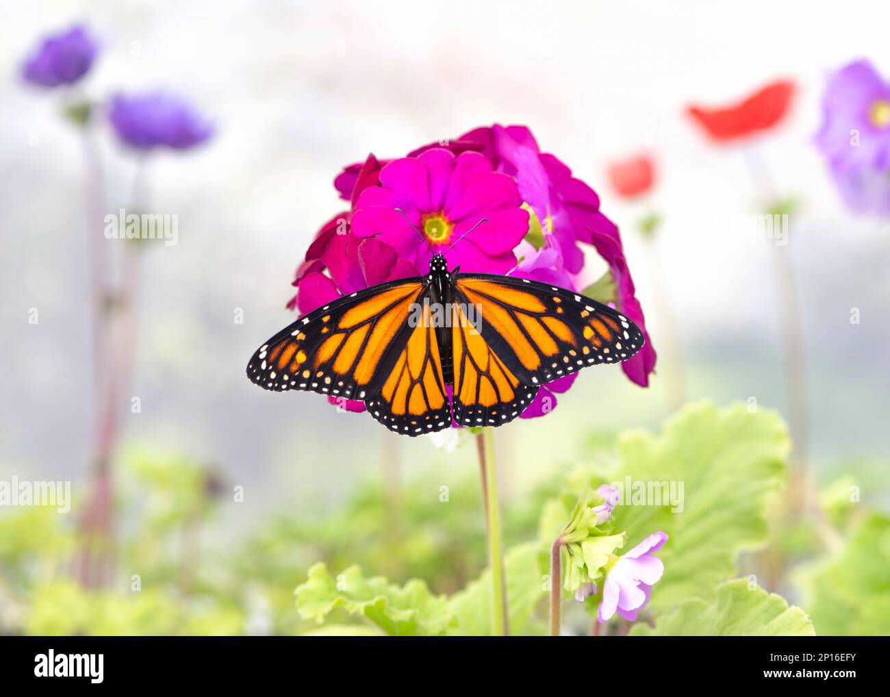 Butterfly flowers close up hi-res stock photography and images - Alamy