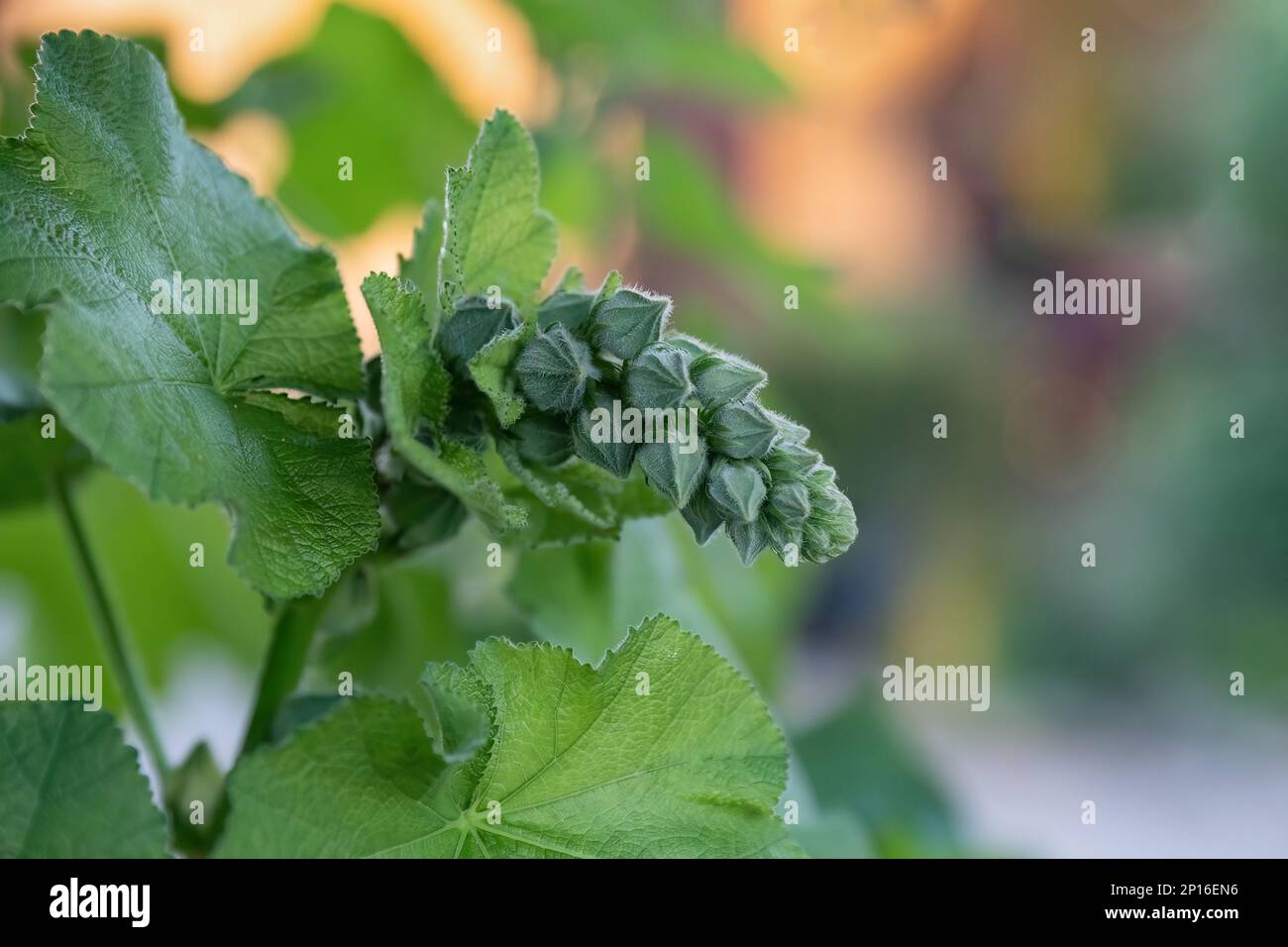 Alcea setosa or bristly hollyhock green buds in the garden design Stock ...