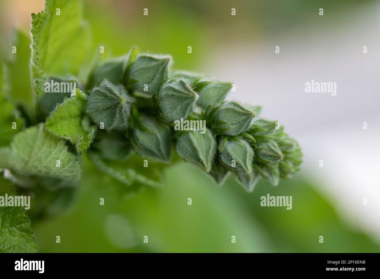 Alcea setosa or bristly hollyhock green buds in the garden design Stock ...