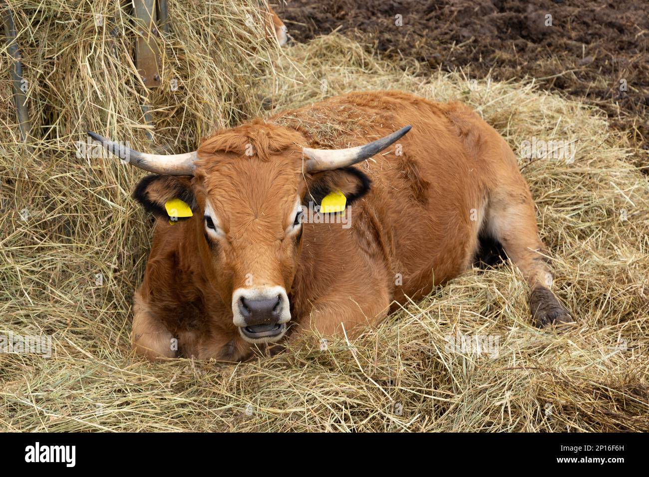 Cow lying down in the straw Stock Photo - Alamy