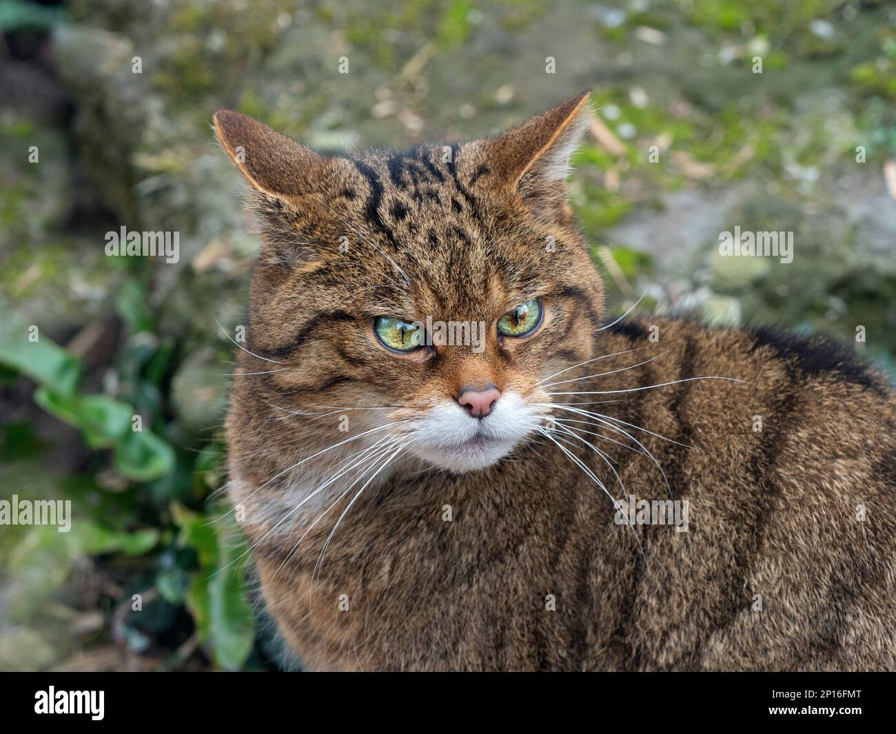 European wildcat Felis silvestris silvestris Stock Photo - Alamy