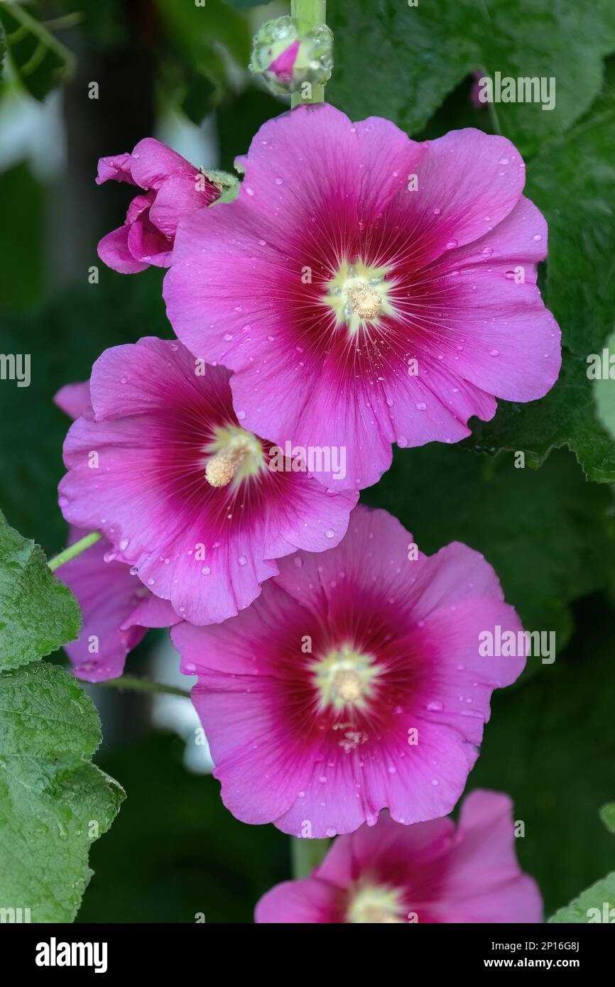 Alcea setosa hi-res stock photography and images - Alamy