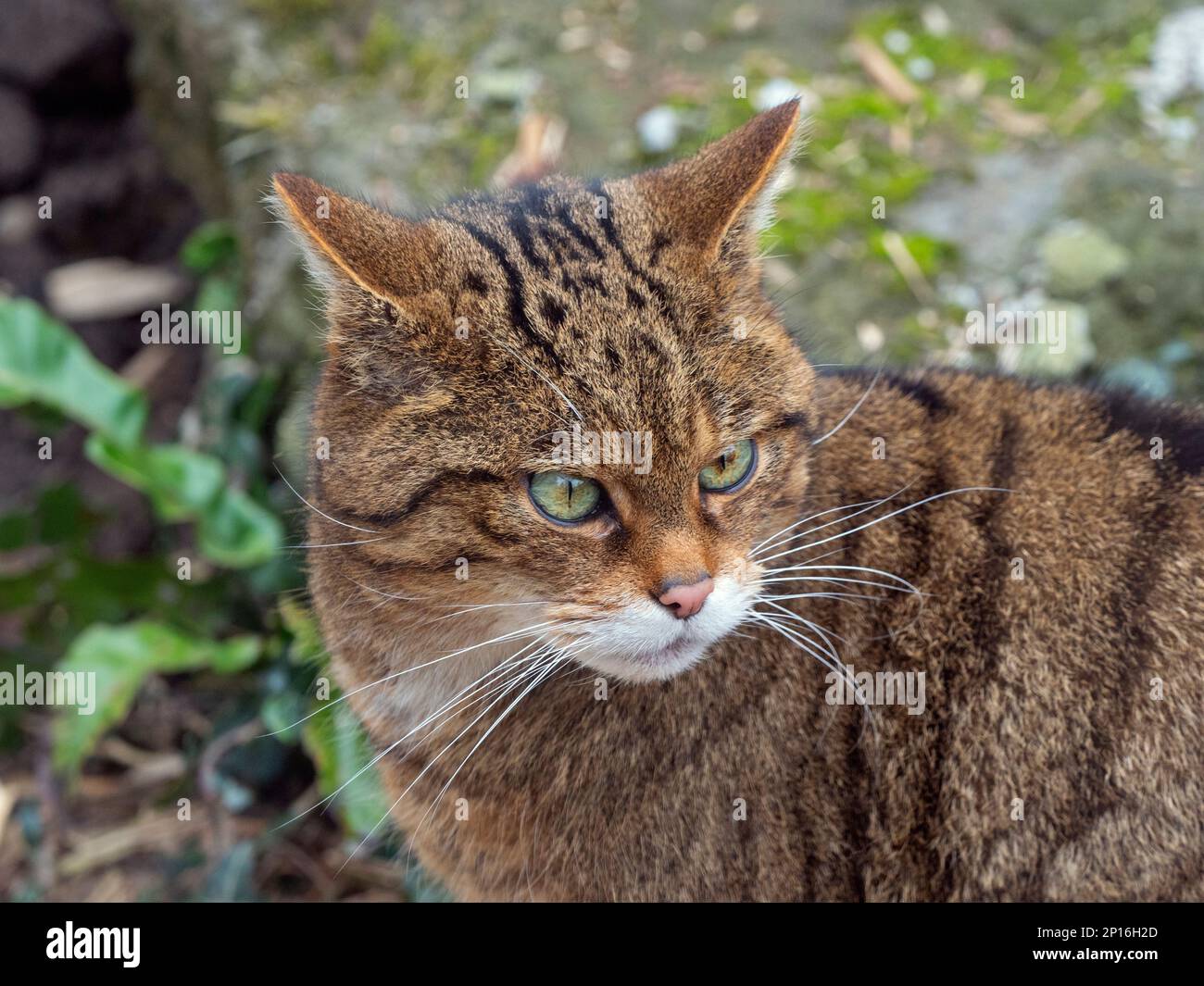 European wildcat Felis silvestris silvestris Stock Photo - Alamy