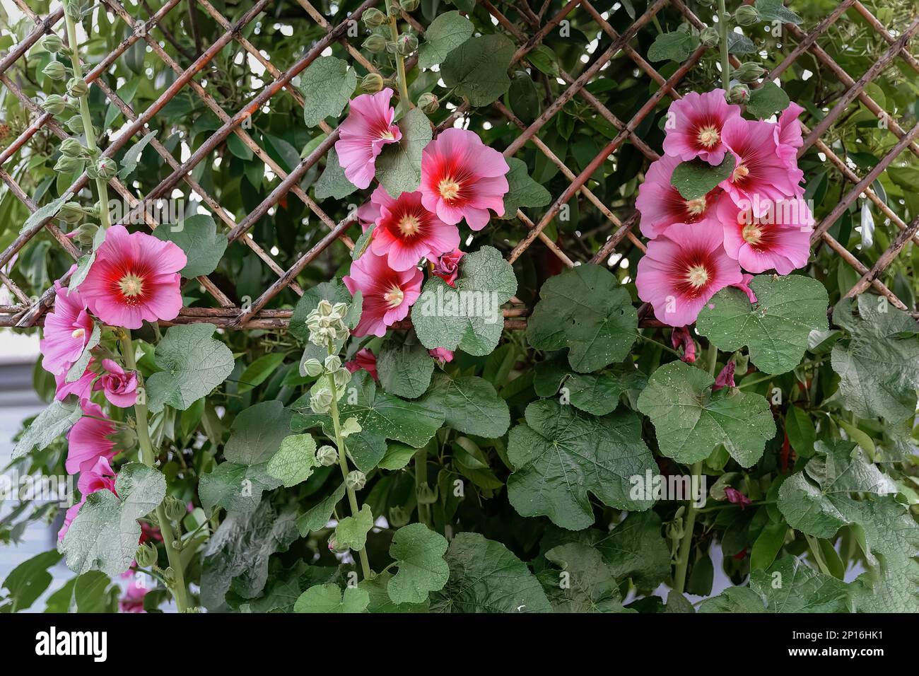 Alcea setosa or bristly hollyhock pink tall flower in the garden design ...