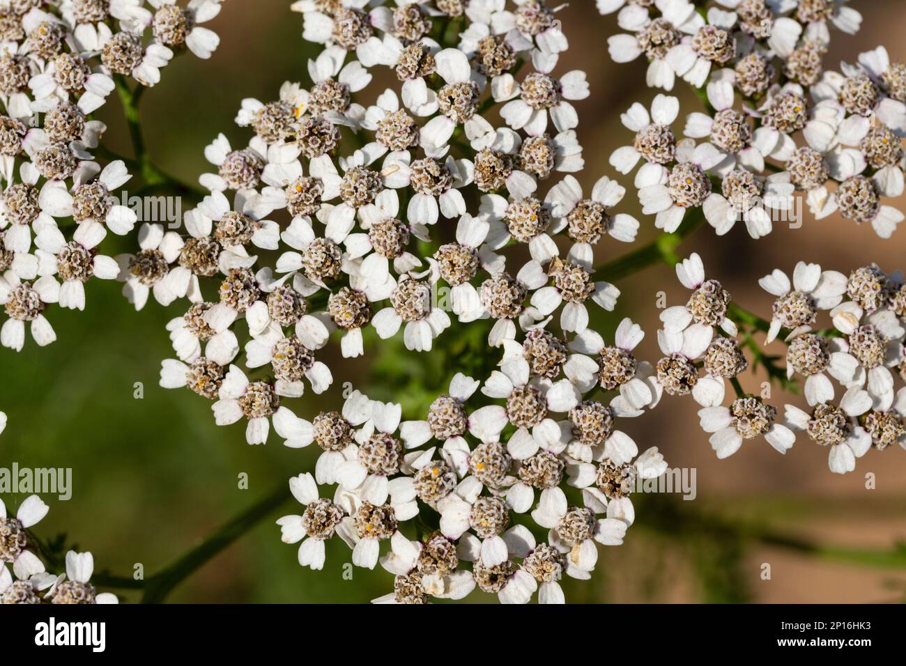 Common yarrow Achillea millefolium white flowers close up, floral ...