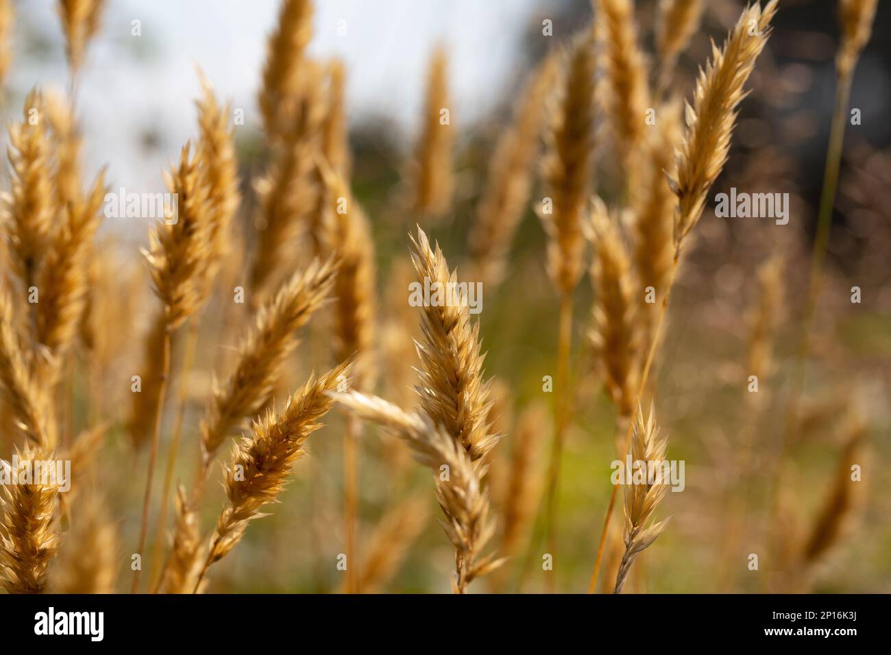 Anthoxanthum odoratum golden spikelets in a summer field August Stock ...