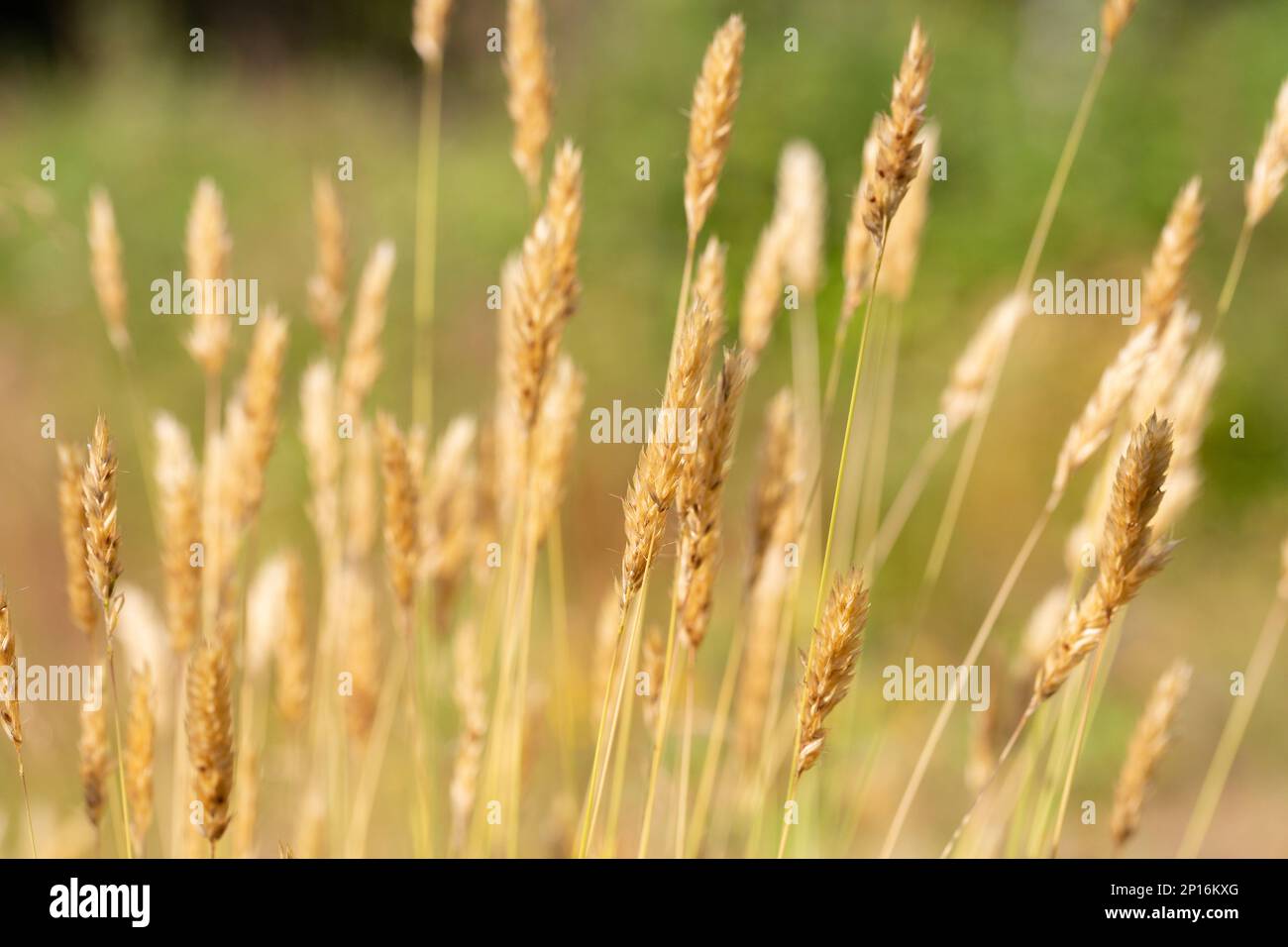 Anthoxanthum odoratum golden spikelets in a summer field August Stock ...